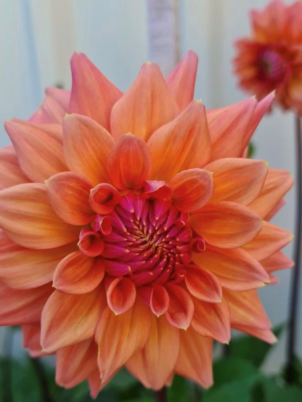 Dahlia Tuber African Peach The Flowering Field