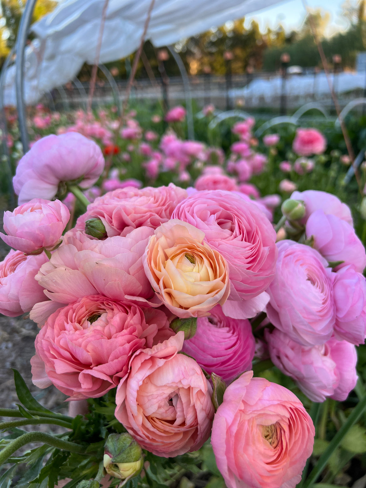 Double Italian Ranunculus Corms– The Flowering Field