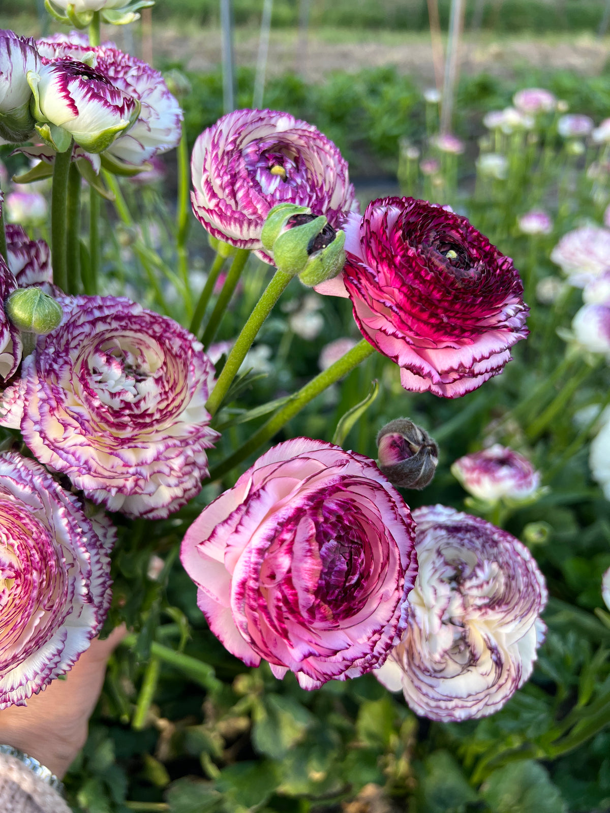 Double Italian Ranunculus Corms– The Flowering Field