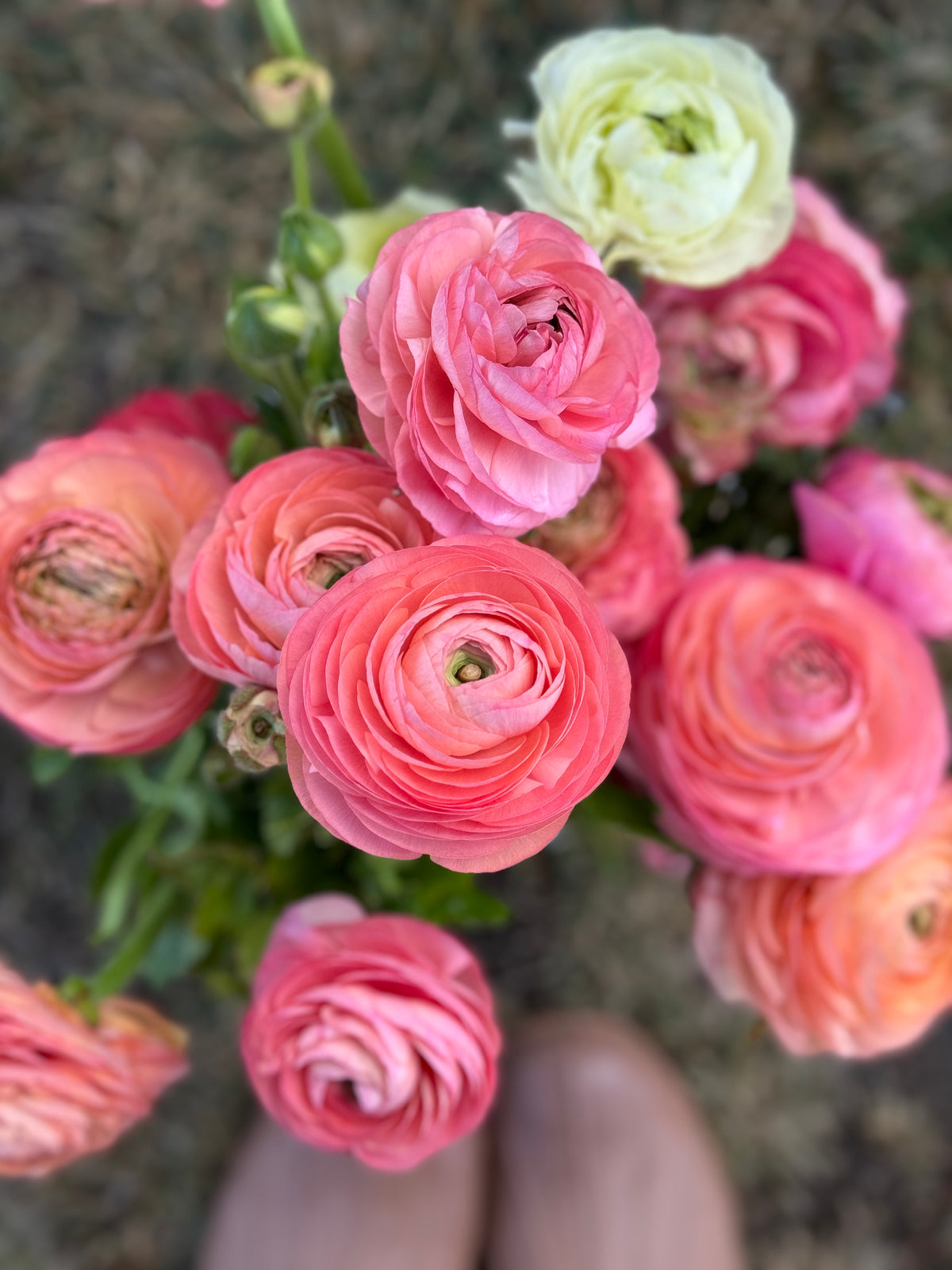 Double Italian Ranunculus Corms - Pastel mix– The Flowering Field