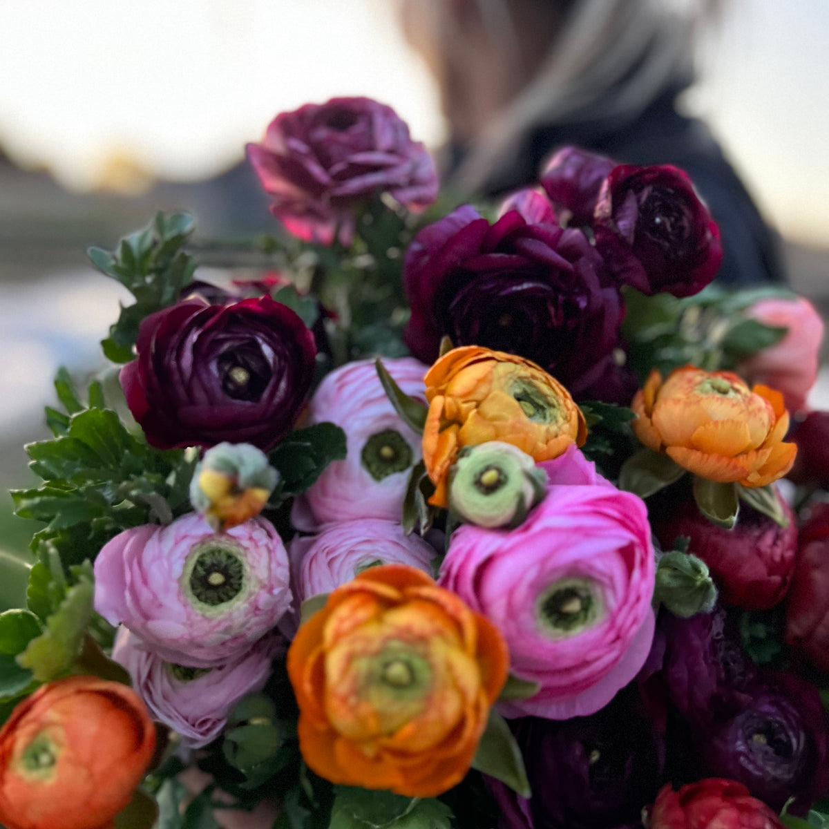 Double Italian Ranunculus Corms - mixed– The Flowering Field