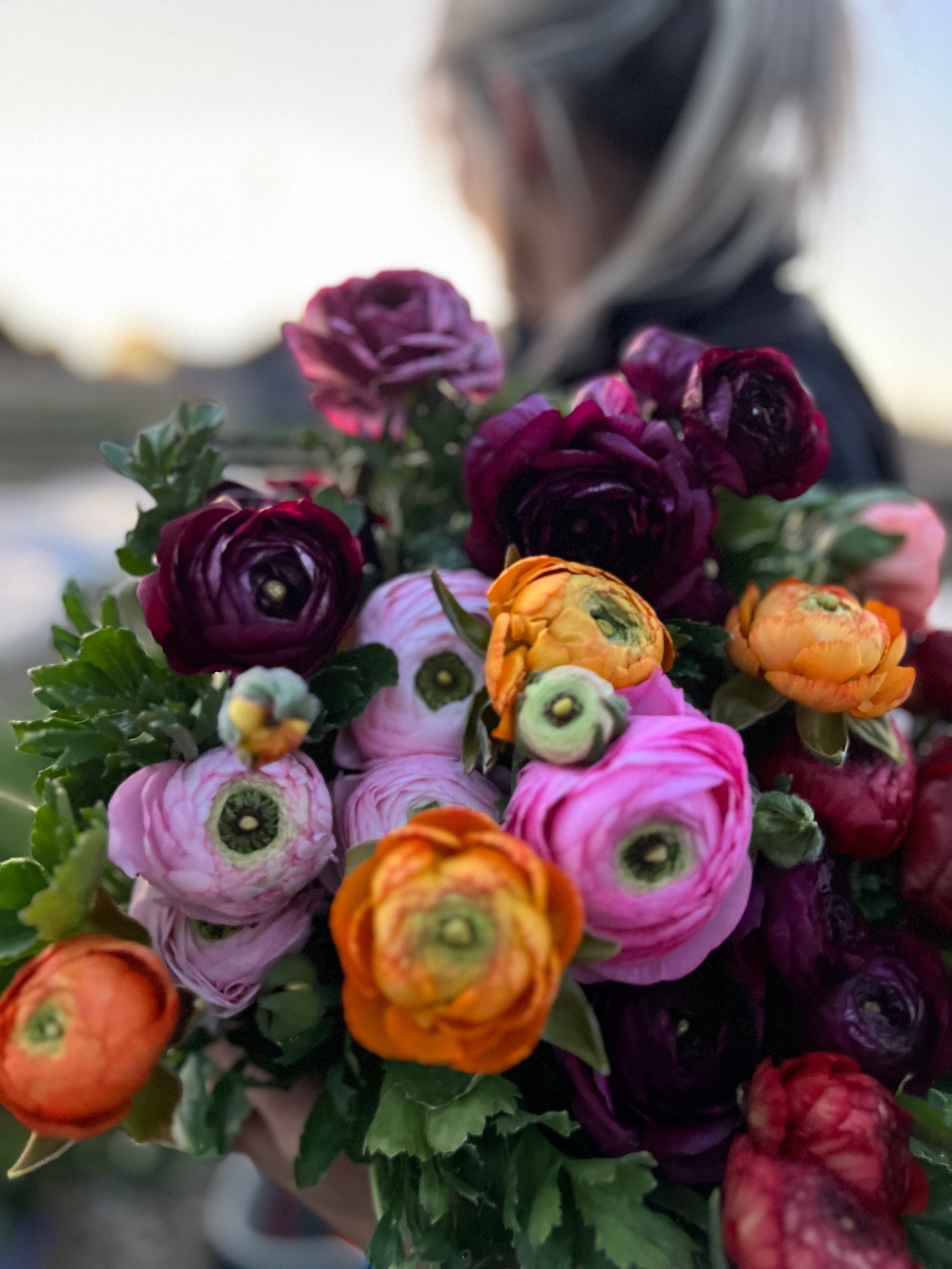 Double Italian Ranunculus Corms– The Flowering Field