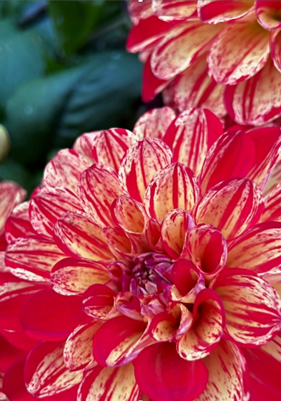 Products– The Flowering Field